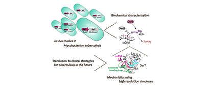 ADP-ribosylation of DNA in vivo revealed for the first time - Dunn School