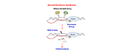 Novel insight into transcriptional functions of RNase H2 furthers our ...