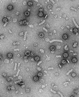 Electron Microscopy Facility - Dunn School